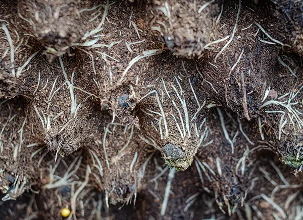 Introducing Air-Pot 7 – Air-Pot®